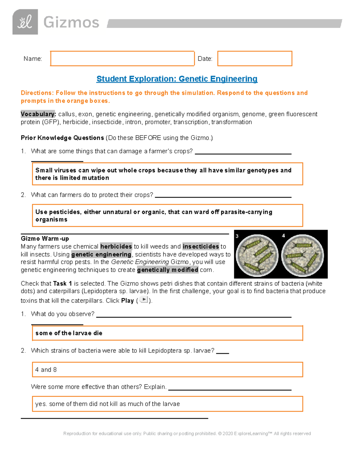 Genetic Engineering SE - Name: Date: Student Exploration: Genetic ...