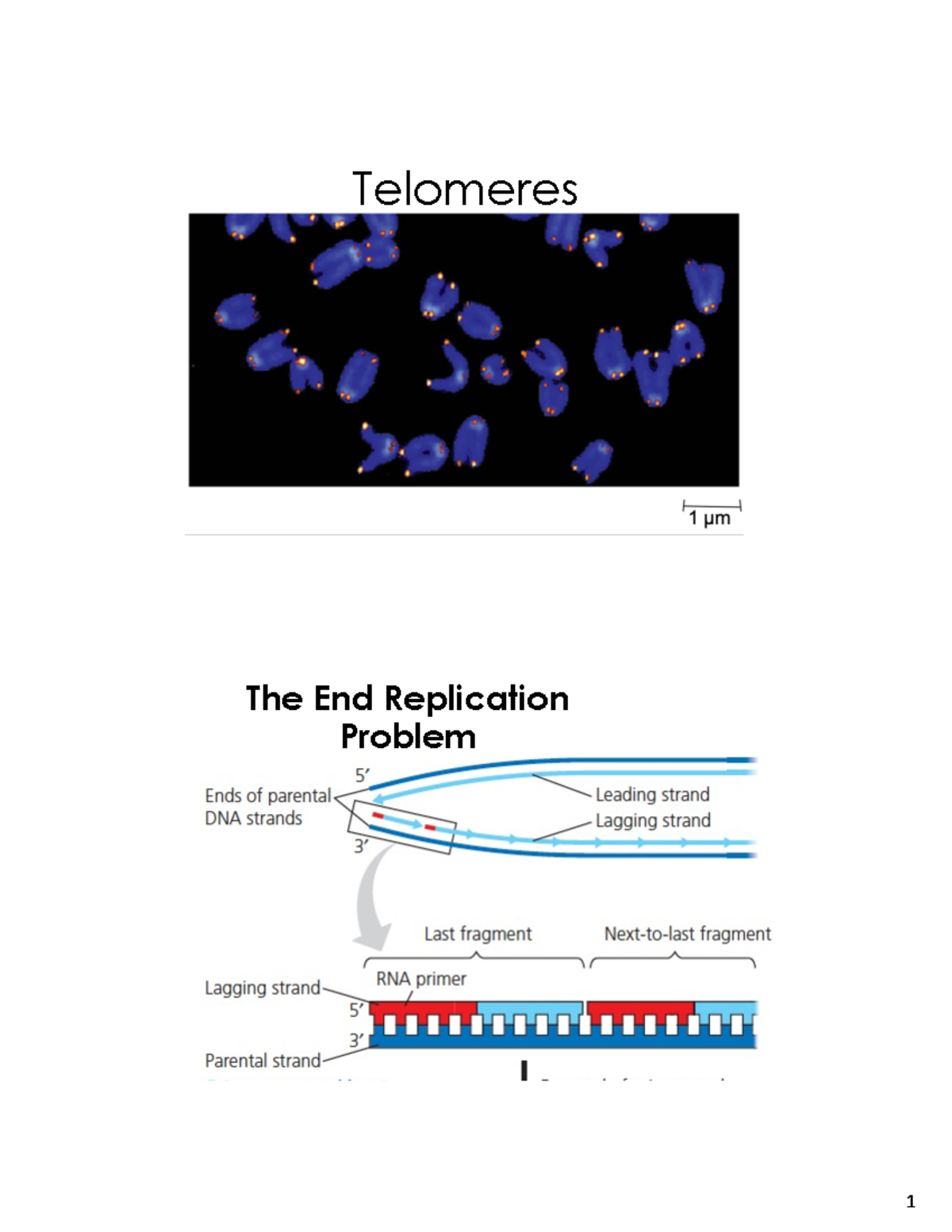 BIOL102 Telomeres FA21 with pictures - Telomeres The End Replication ...