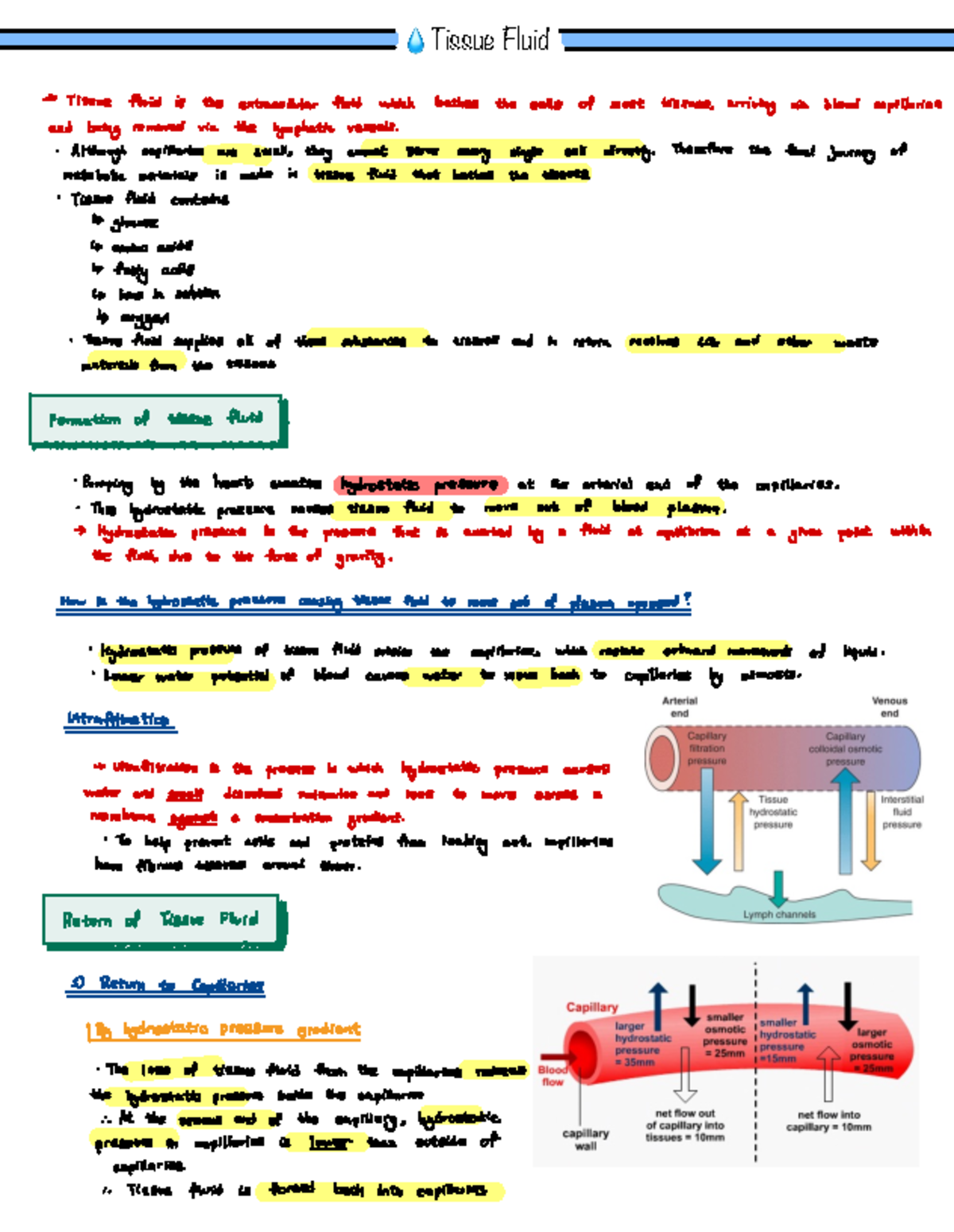 Tissue Fluid - Fact Recall - Tissue Fluid → Tissue fluid is the ...