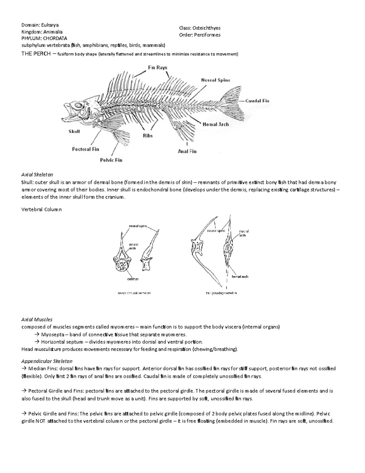 Biol-1116 The Perch Lab Exam Notes - Domain: Eukarya Kingdom: Animalia ...