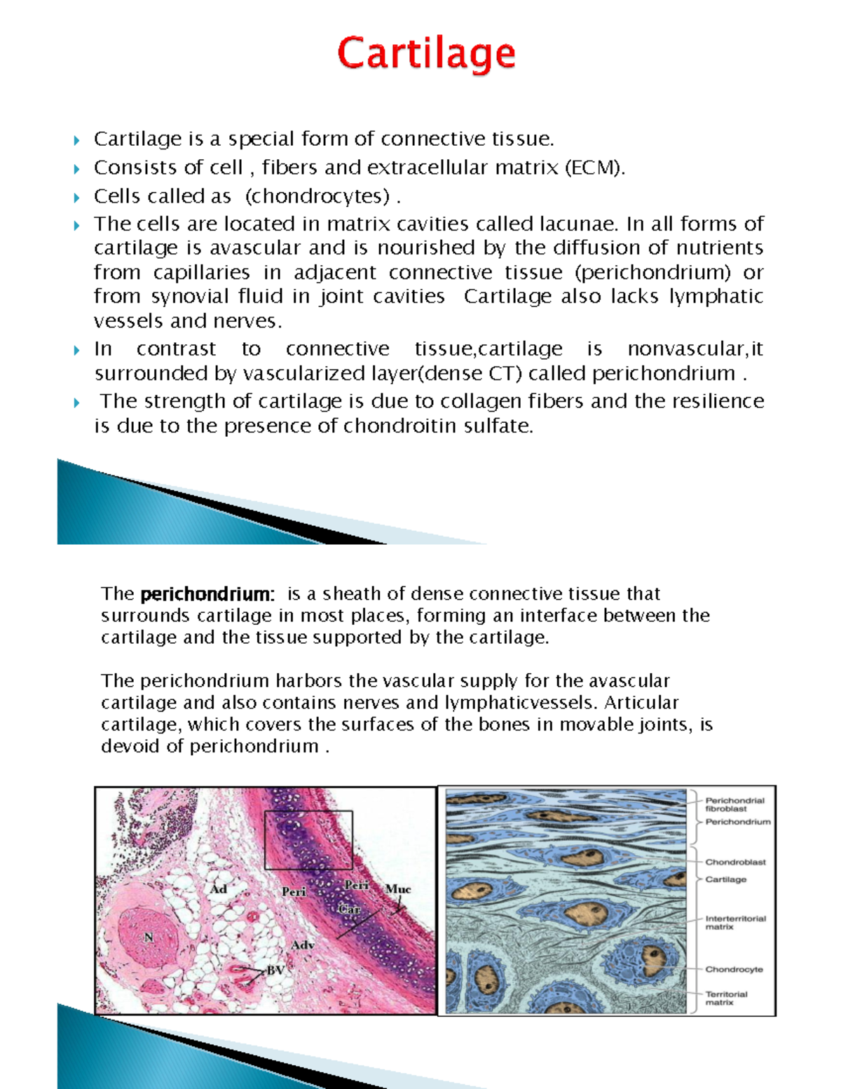 Cartilage - Histology lab - Cartilage is a special form of connective ...