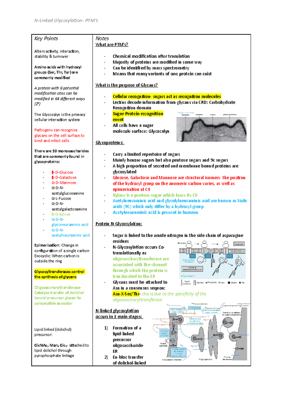 PTM's 1- N-Linked - Post Translational Modifications to Proteins - N ...