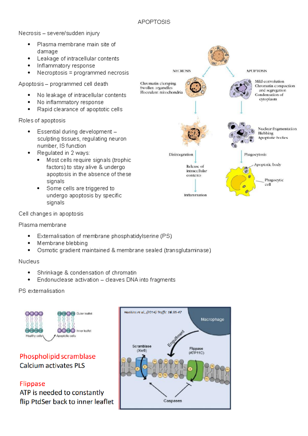 3 Apoptosis - APOPTOSIS Necrosis – severe/sudden injury Plasma membrane ...