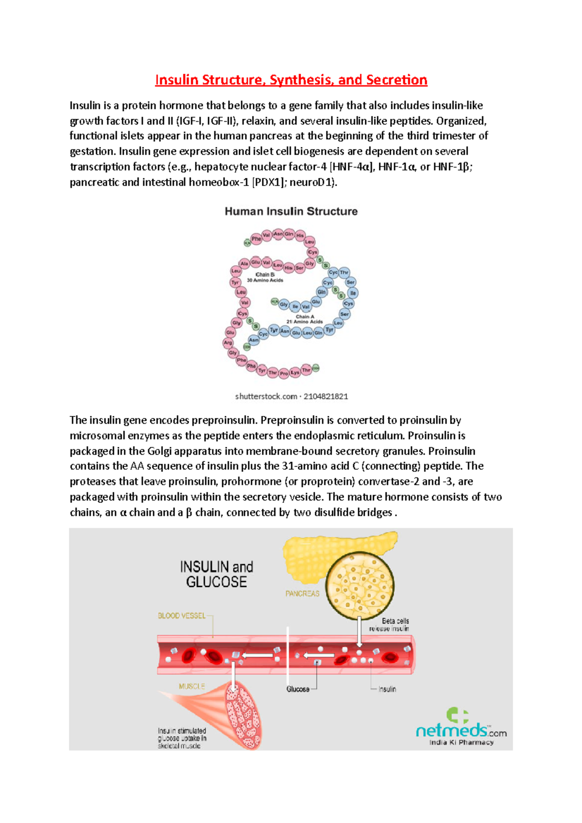 Insulin Structure - Organized, functional islets appear in the human ...