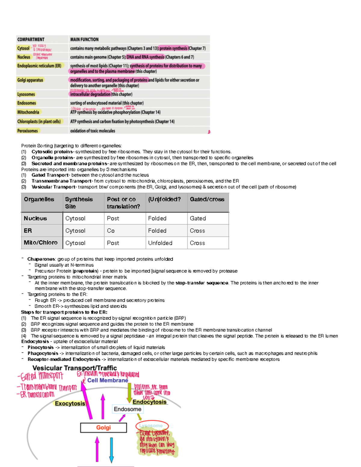 Exam 4 cheat sheet - Protein Sorting (targeting to different organelles ...