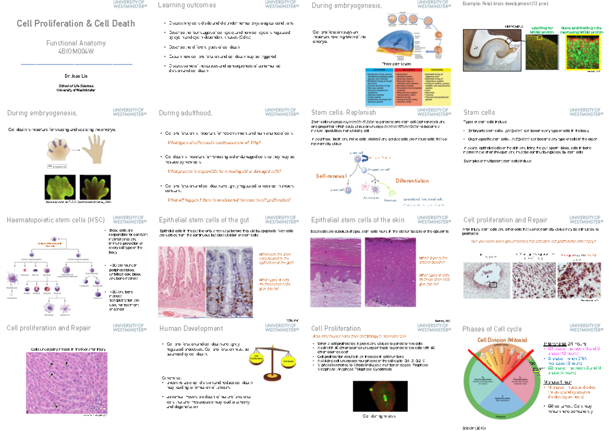 Lecture 4 part 2 Cell proliferation 2019 ab Notes - StuDocu