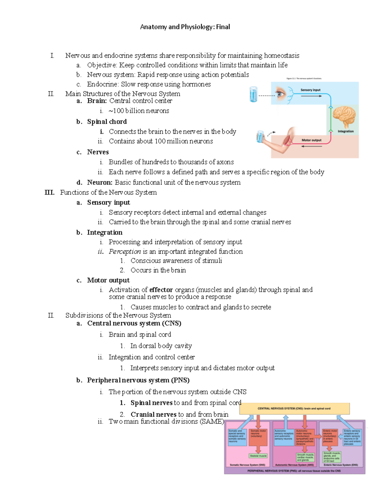Anatomy final notes - I. Nervous and endocrine systems share ...