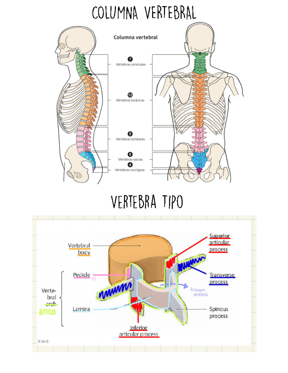 Anato - COLUMNA VERTEBRAL Vertebra Tipo VERTEBRA TORÁCICAS Vertebra ...