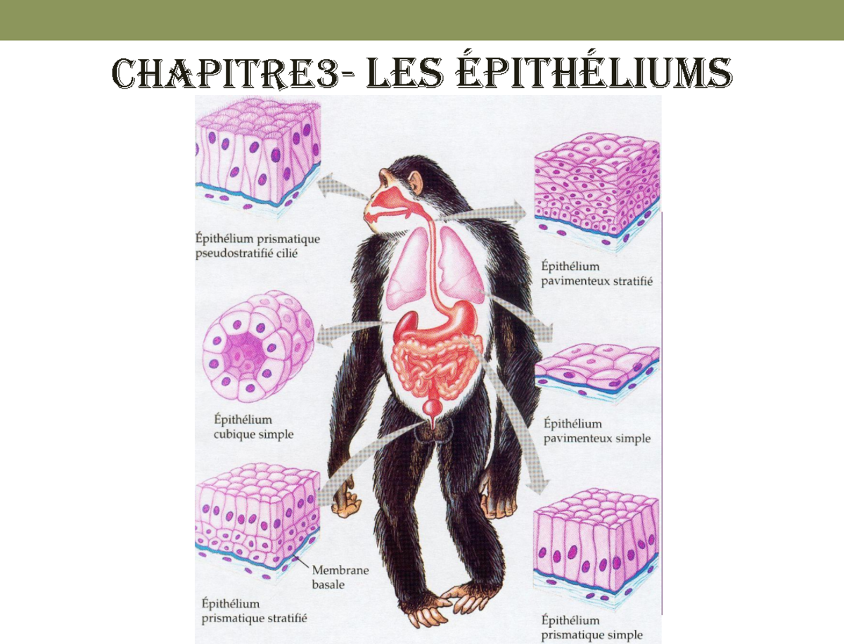 Chapitre 3 Les epitheliums tissu épithélial - Chapitre3- Les ...