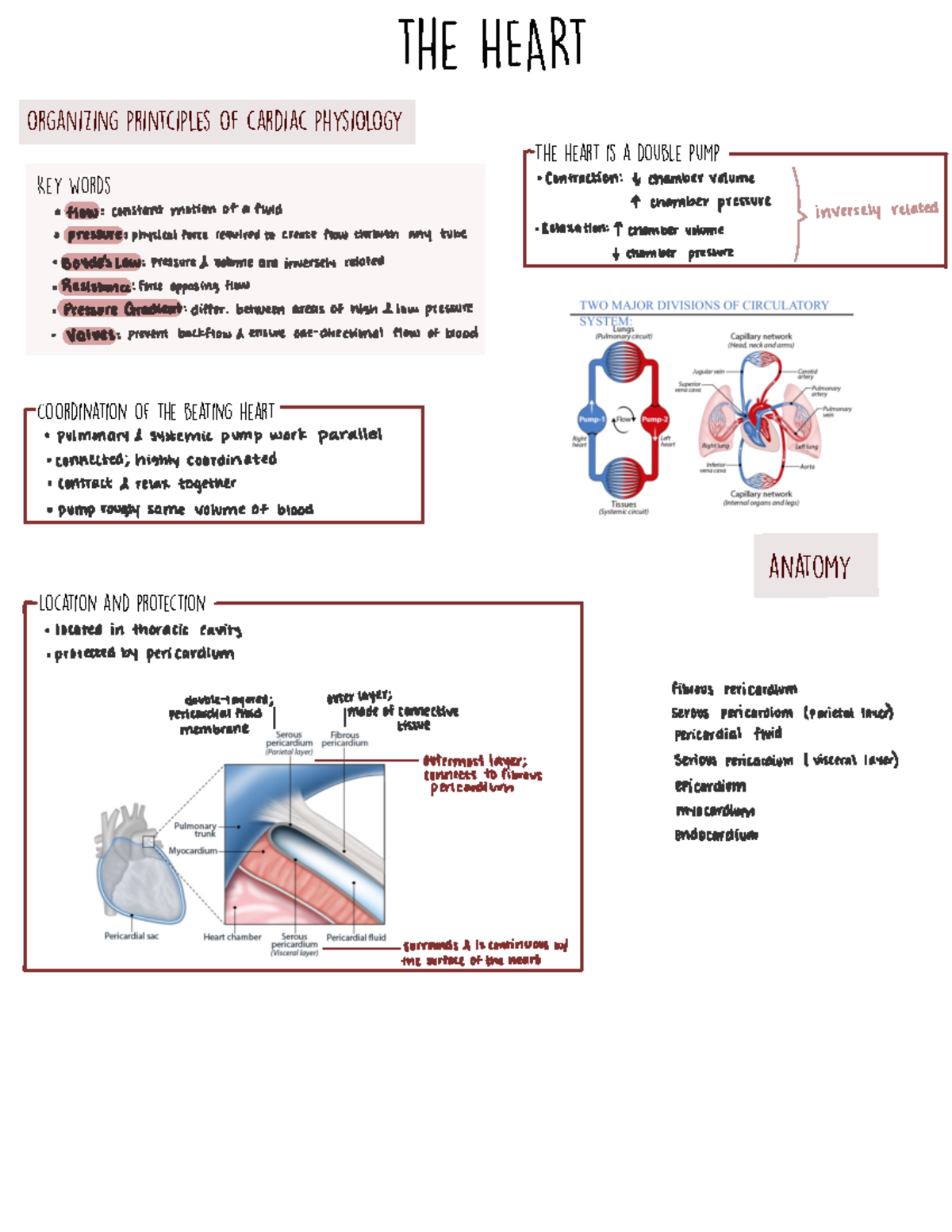 Heart - organizing printciples of cardiac physiology The heart is a ...
