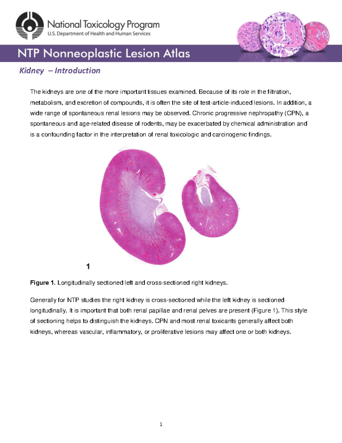 Kidney-introduction-pdf 508 - The kidneys are one of the more important ...
