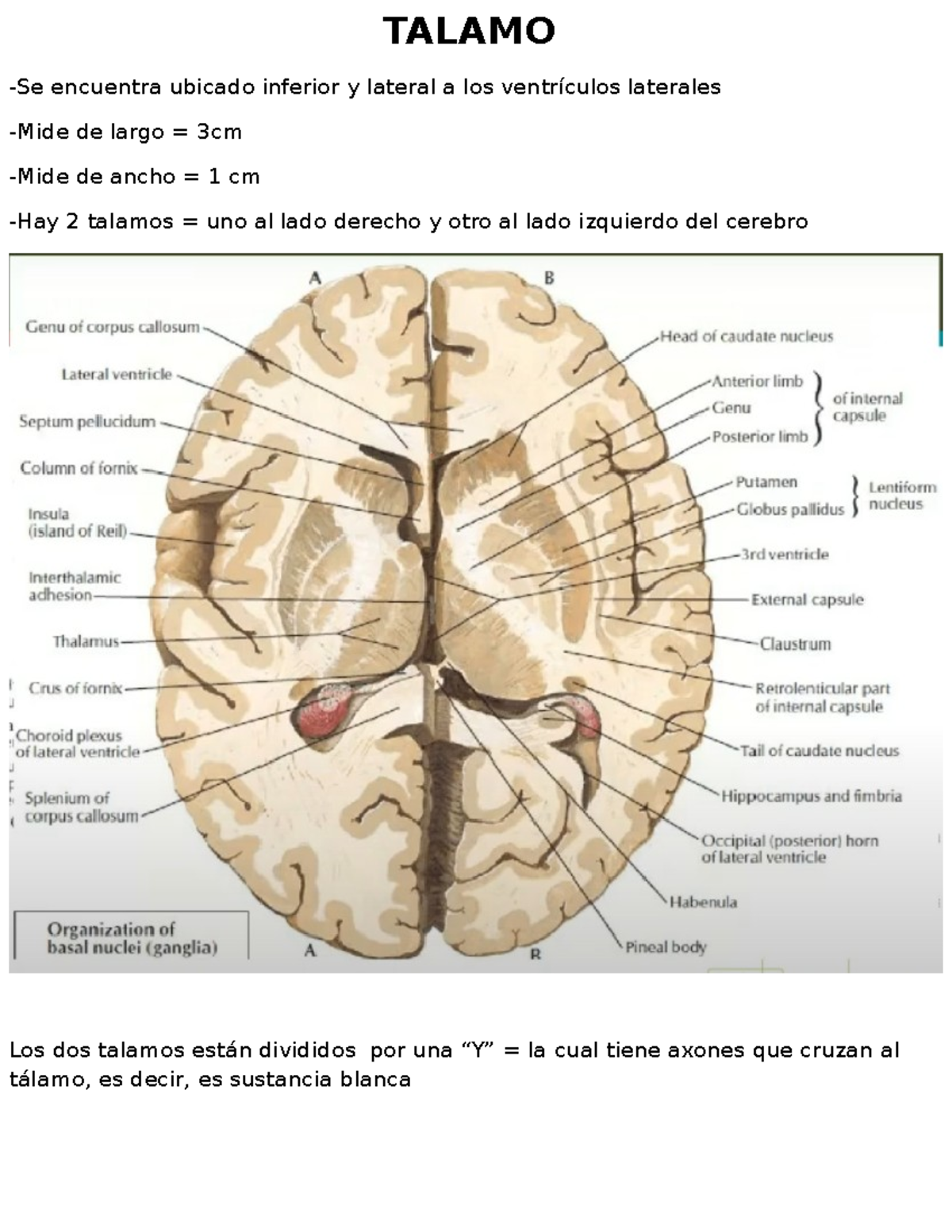 2. Tálamo clase fisiología 3º semestre - resumen (se complementa con ...
