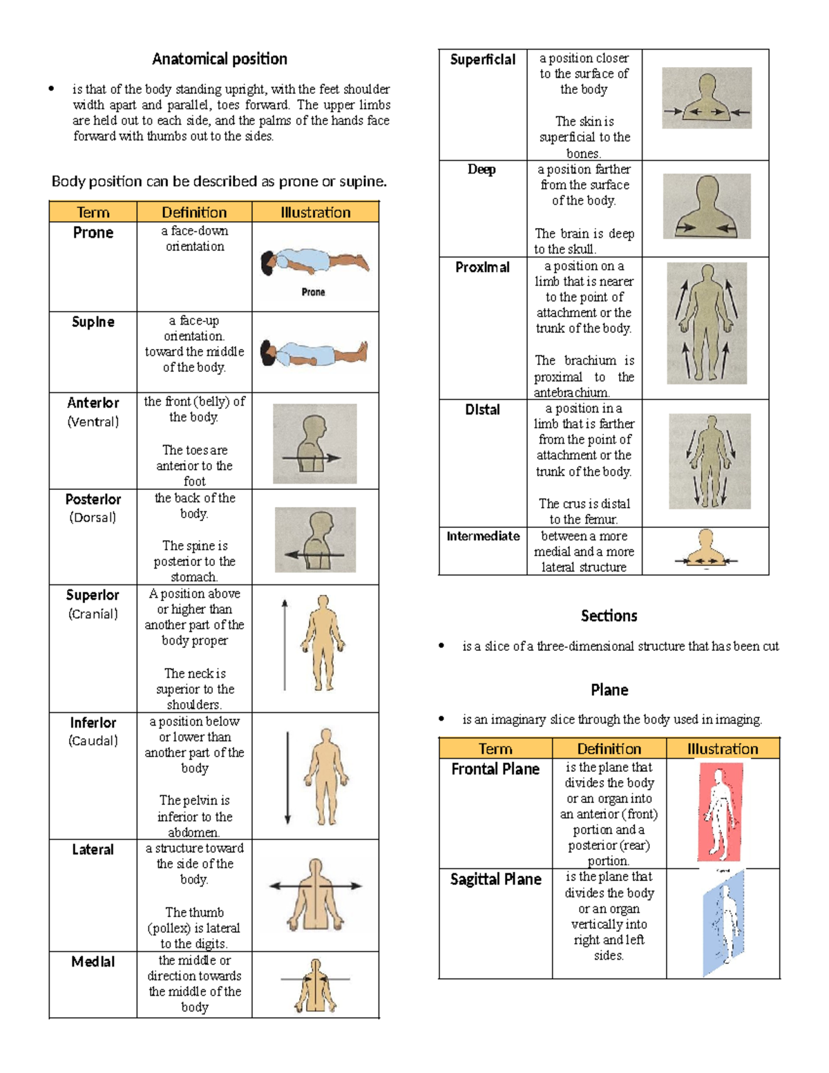 Anatomical positions - anaphy transes - Anatomical position is that of ...