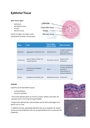 WEEK 3 - Soft Connective Tissue - Soft Connective Tissue Connective ...