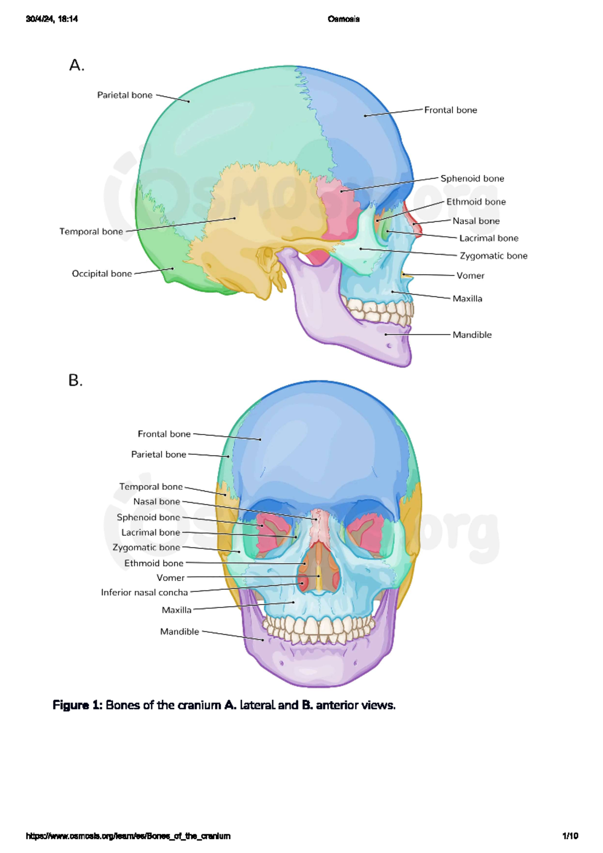 Huesos del craneo - Anatomía - Studocu