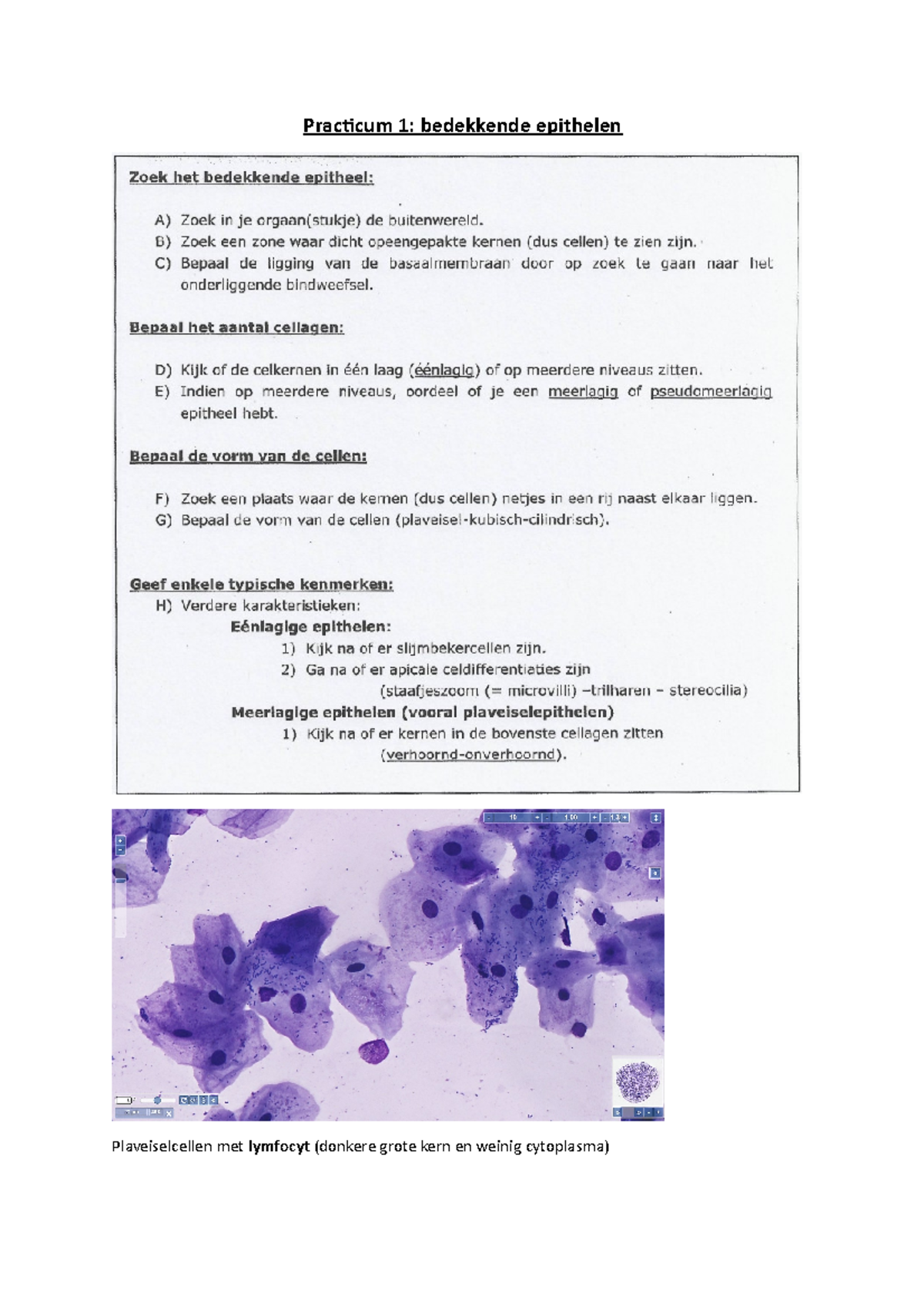 Practicum 1 bedekkende epithelen - Practicum 1: bedekkende epithelen ...