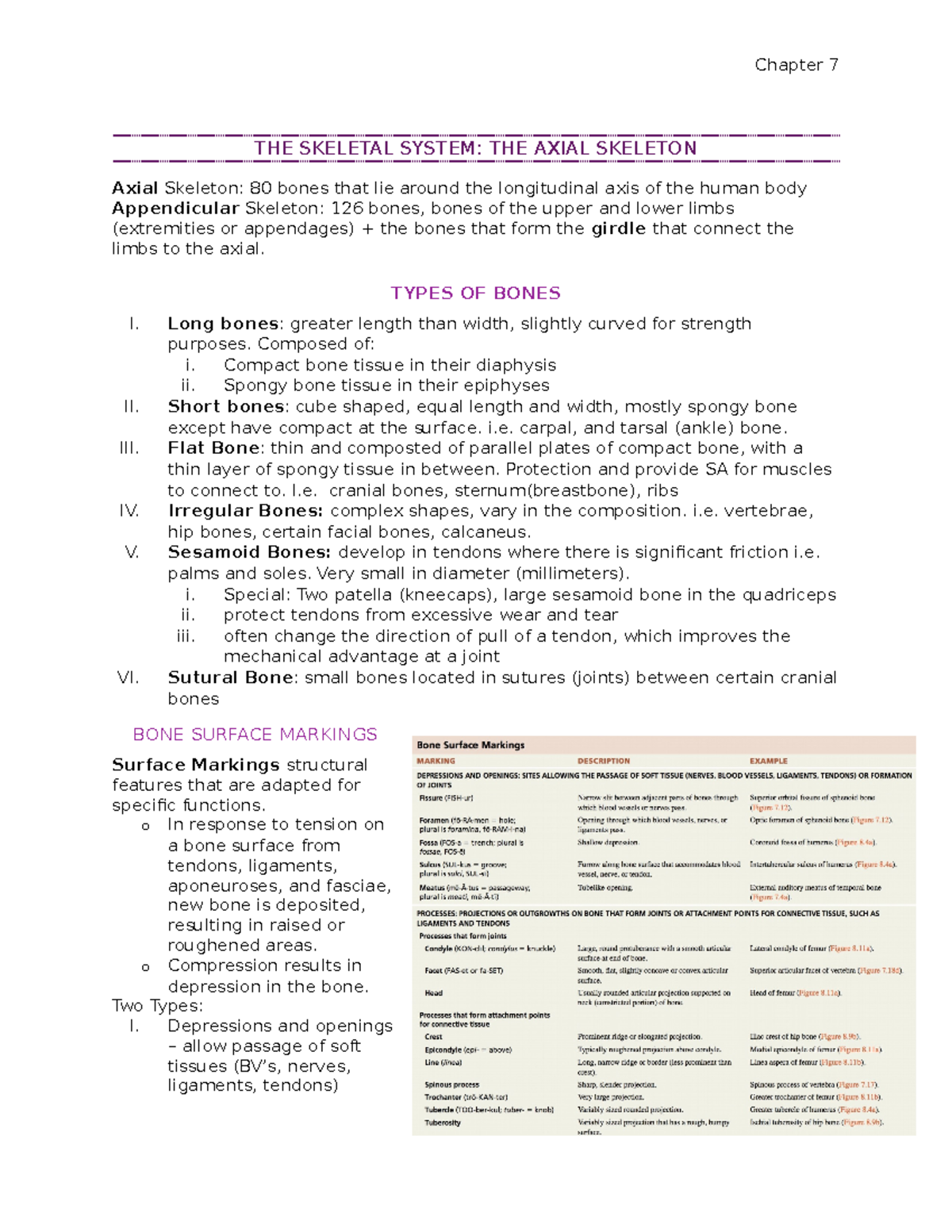 Chapter 7 - Lecture notes 7 - THE SKELETAL SYSTEM: THE AXIAL SKELETON ...