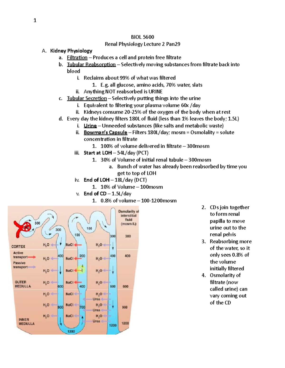 L2 Renal Physiology (29) - BIOL 5600 Renal Physiology Lecture 2 Pan A ...