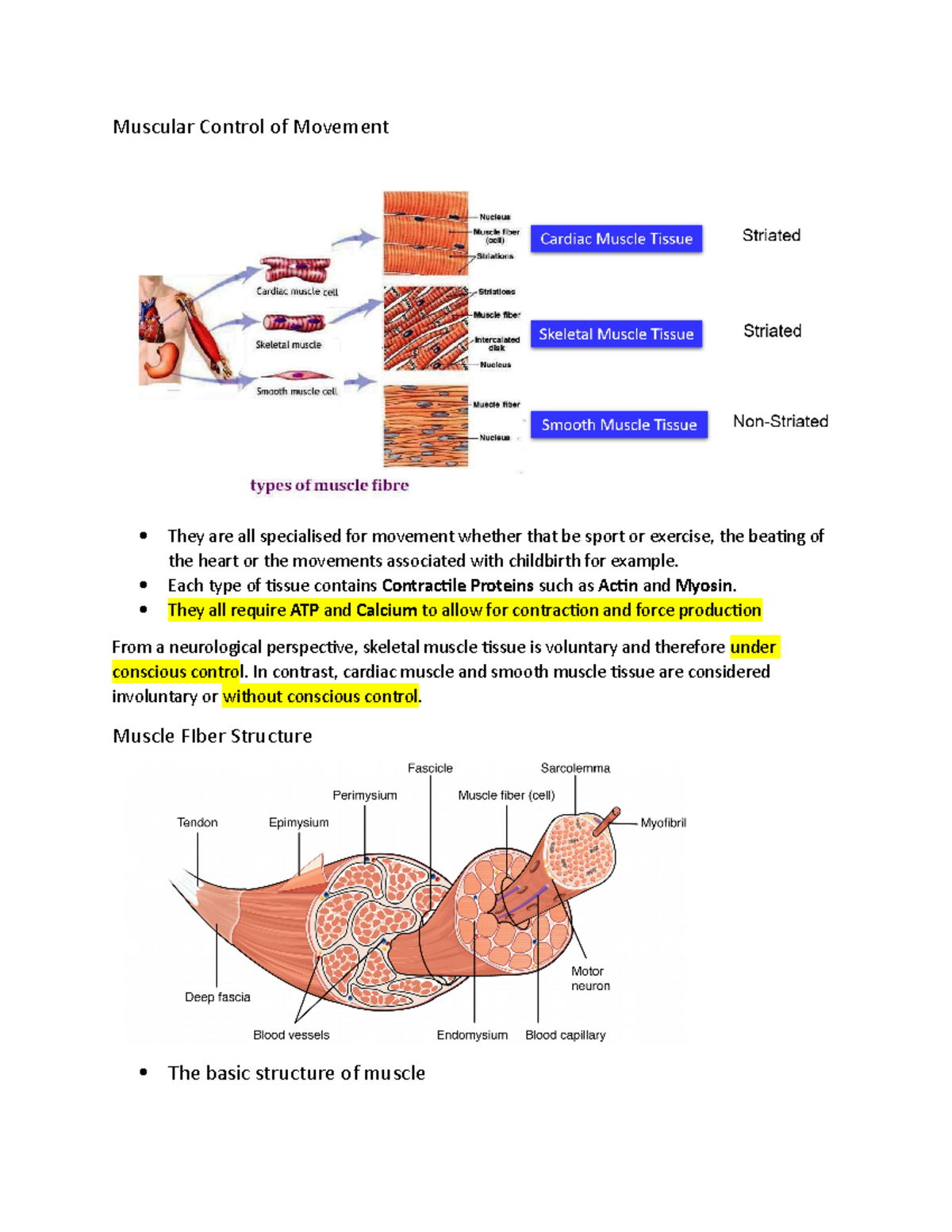 Muscular Control of Movement - Each type of tissue contains Contractile ...