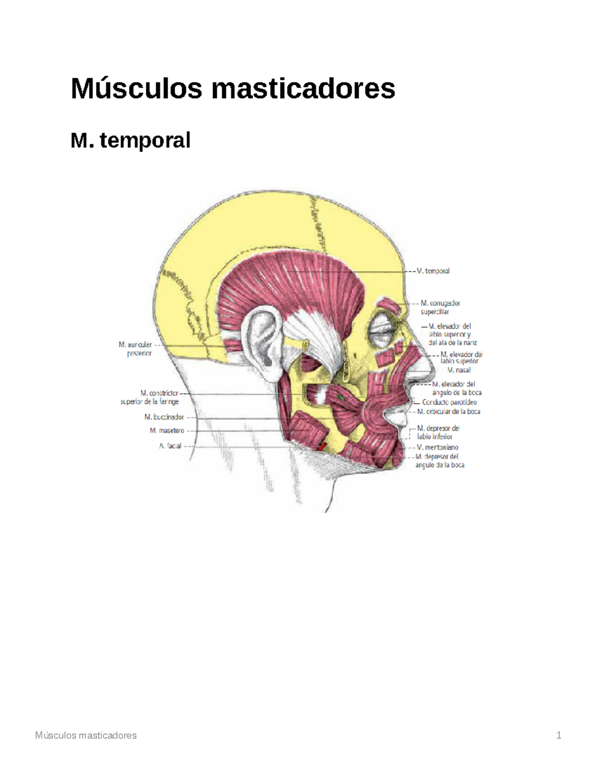 Msculos masticadores - lee - Músculos masticadores M. temporal Función ...