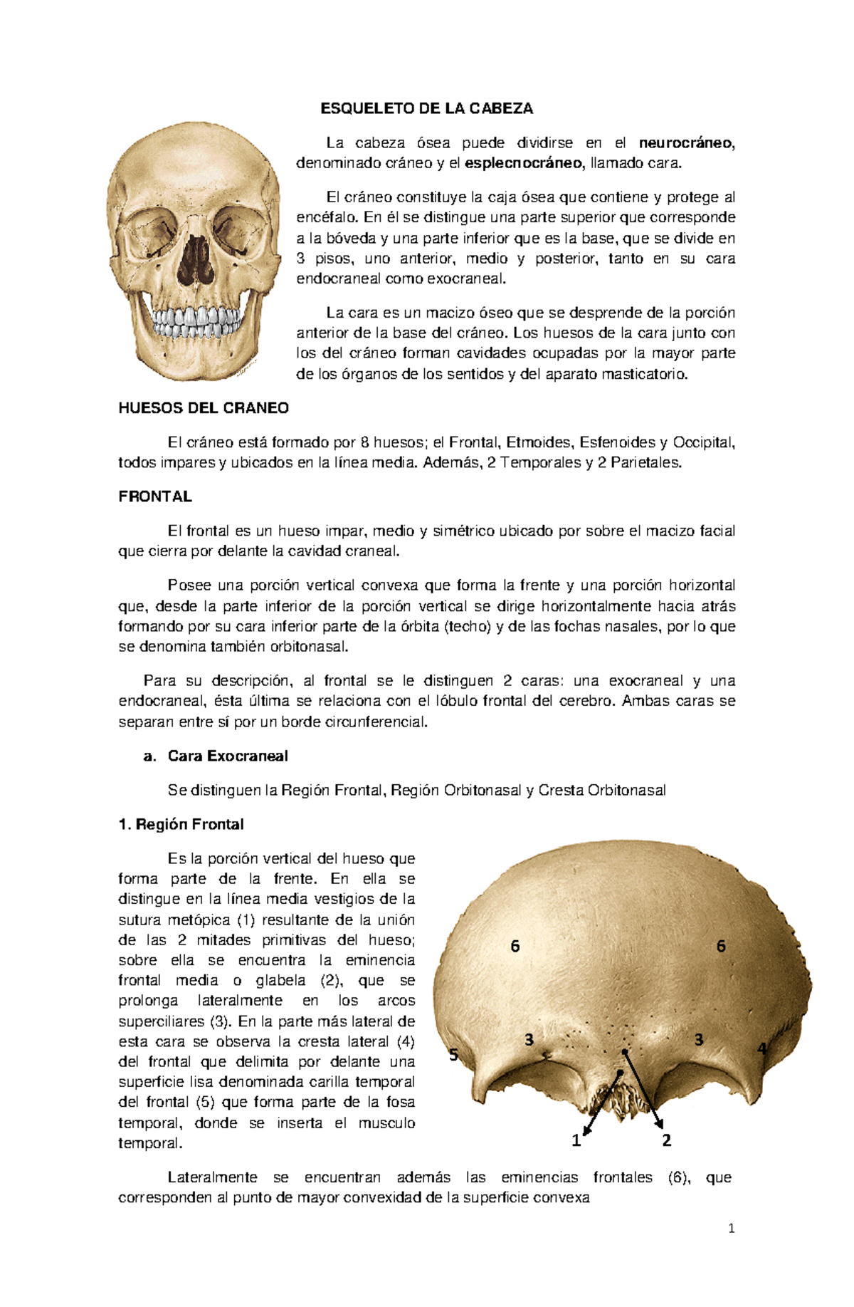 02. Osteología de Cráneo - ESQUELETO DE LA CABEZA La cabeza ósea puede ...
