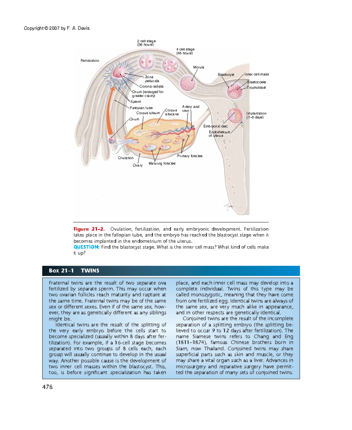 Anaphy 1 - Textbook by Valerie Scanlon and Tina Sanders - 478 BOX 21–1 ...