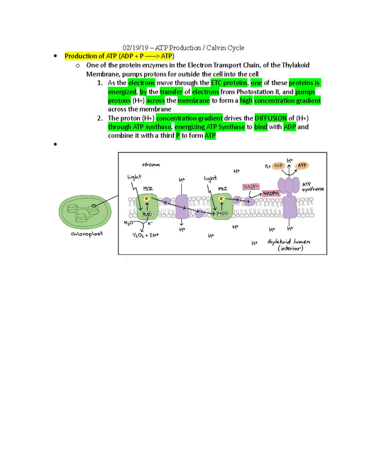 ATP Production : Calvin Cycle - 02/19/19 – ATP Production / Calvin ...