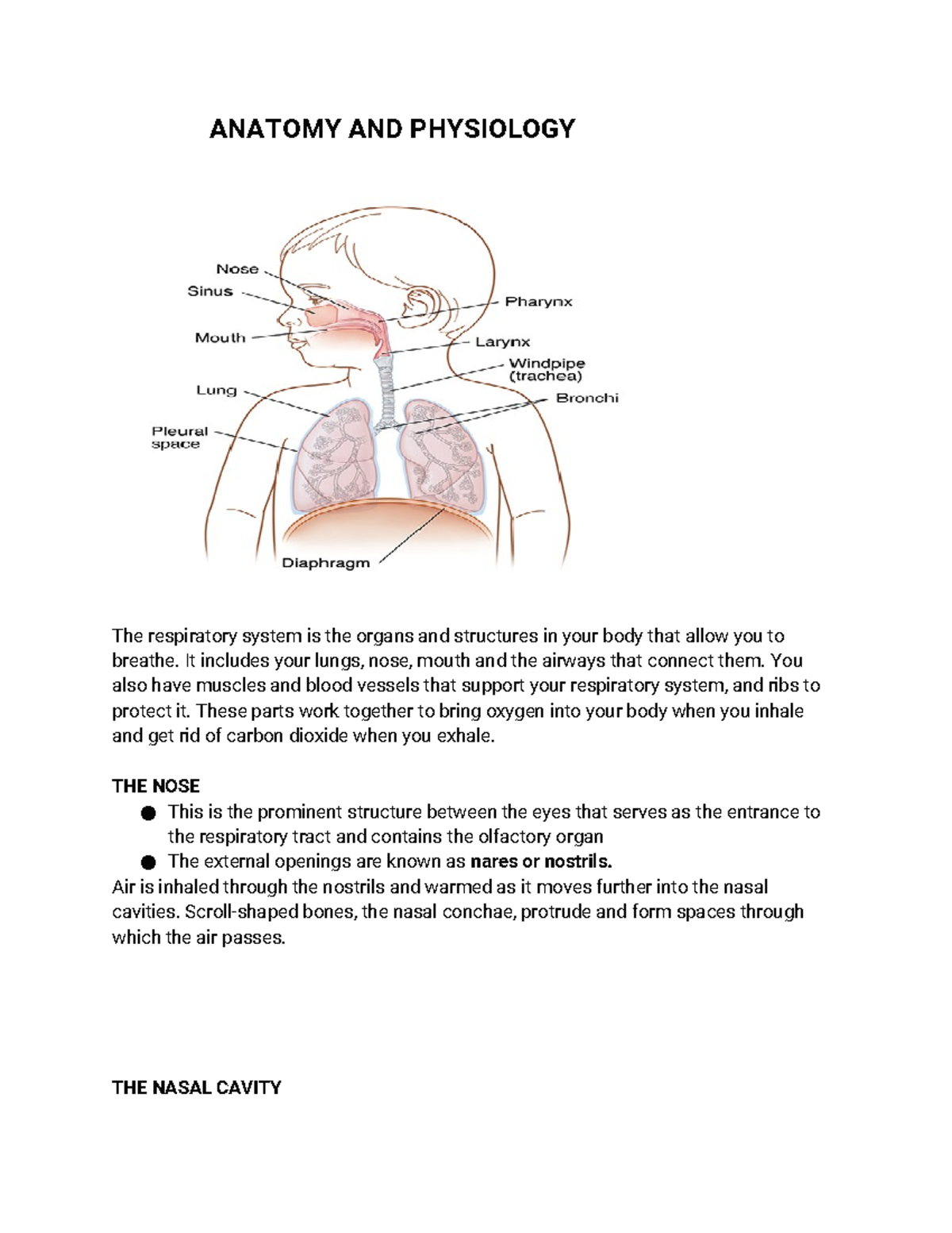 Anaphy - respiratory system - ANATOMY AND PHYSIOLOGY The respiratory ...