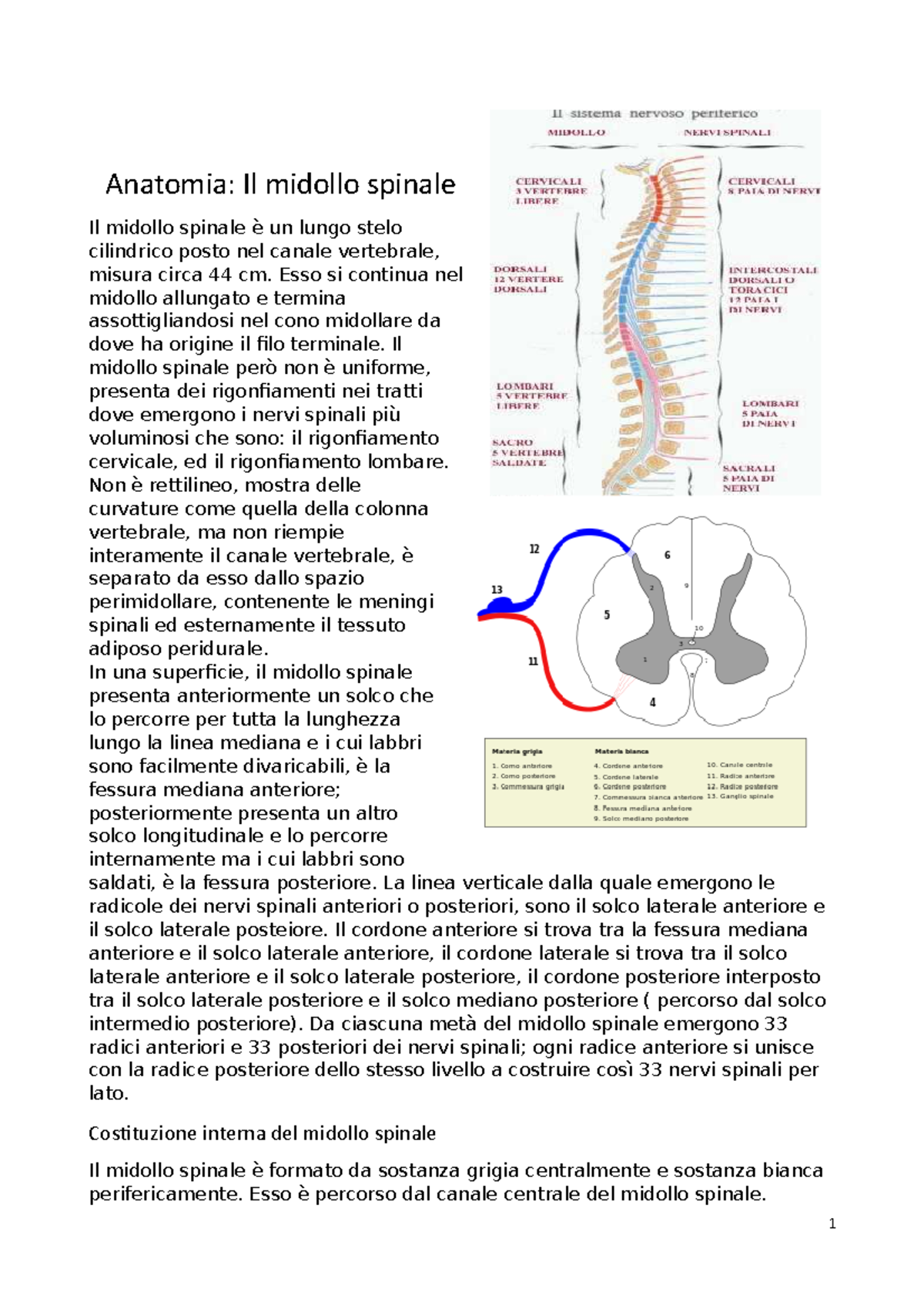 fondamenti anatomo-fisiologici - Anatomia: Il midollo spinale Il ...