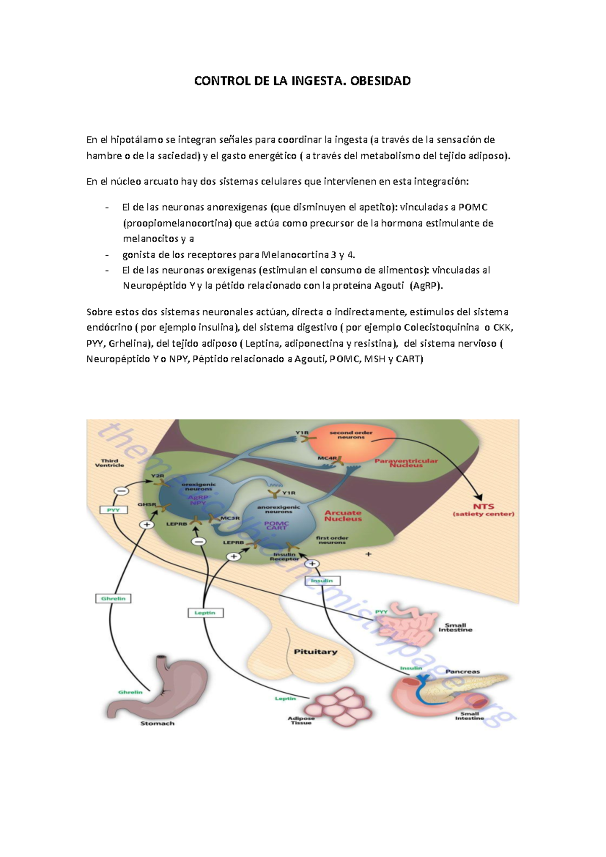 Obesidad explicativo - asdasdasdas - CONTROL DE LA INGESTA. OBESIDAD En ...