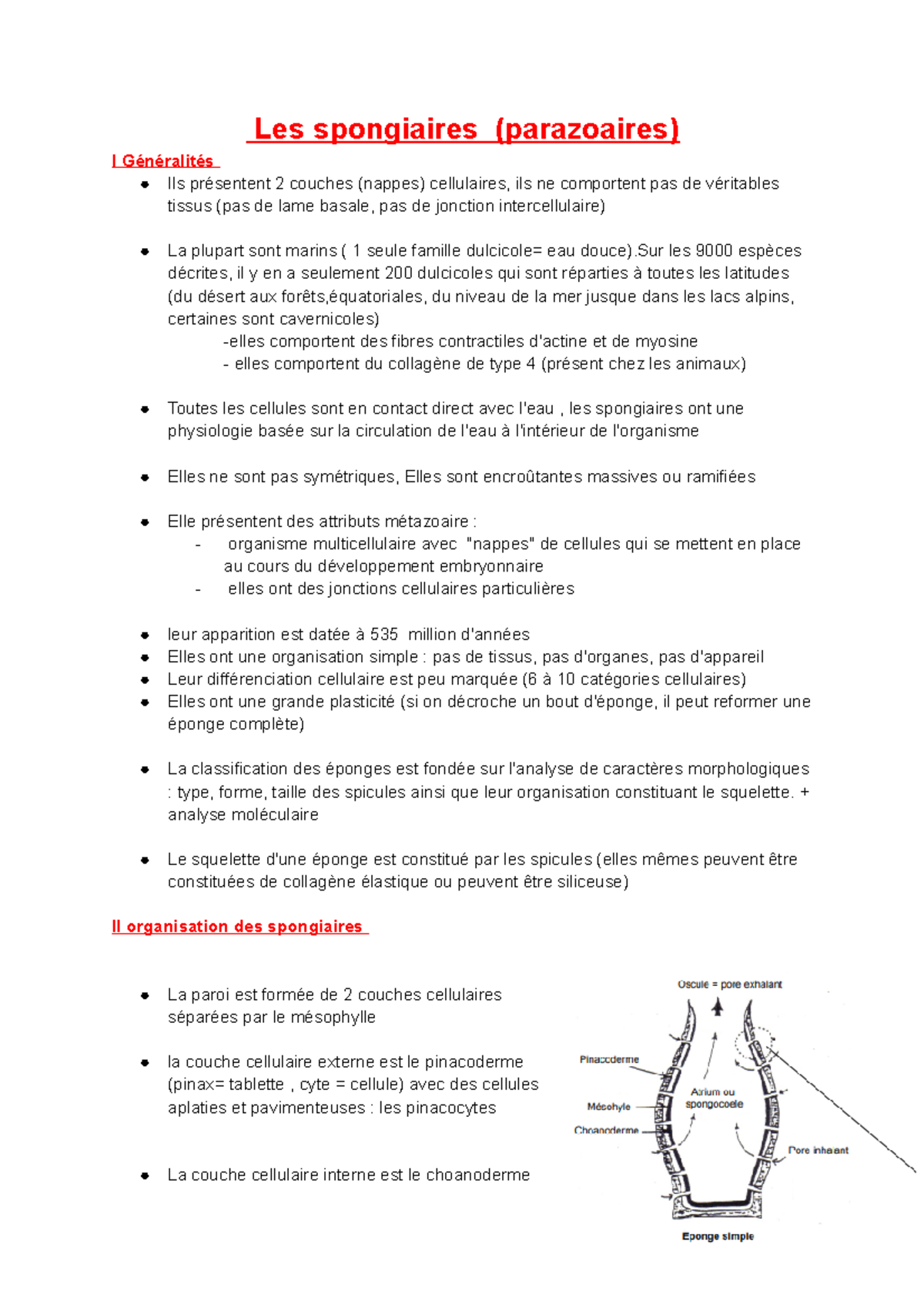 Ch1 Les spongiaires bio a - Les spongiaires (parazoaires) I Généralités ...