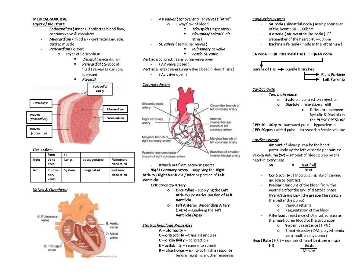 MED-SURG - MEDICAL-SURGICAL Layer of the Heart: - Endocardium ( inner ...