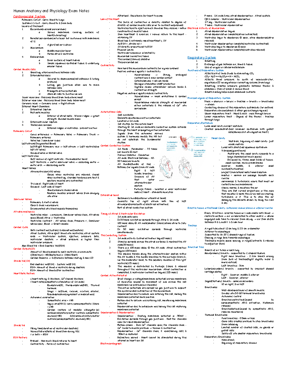 FEP Exam Notes Version 5 HAP - Cardiovascular System Pulmonary Circuit ...