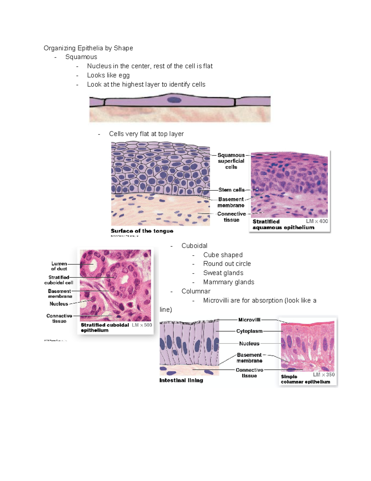 Chapter 4 Notes - Organizing Epithelia by Shape - Squamous - Nucleus in ...