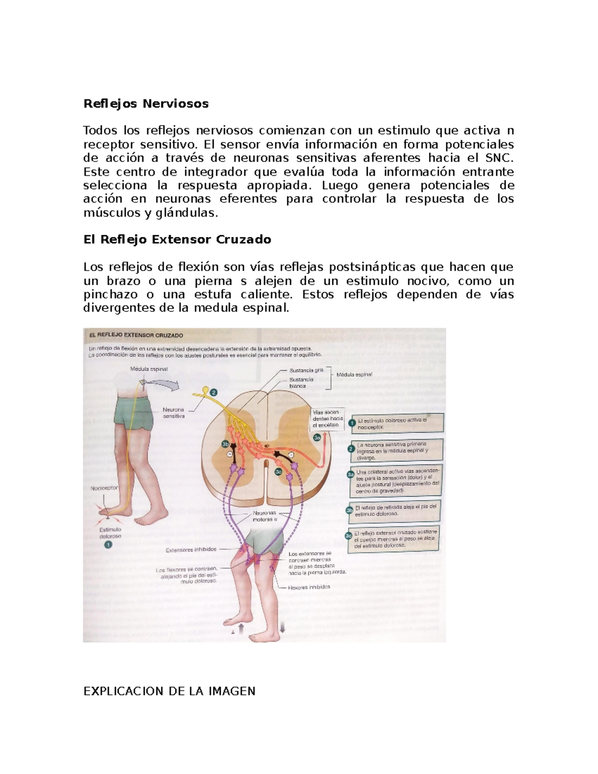 Reflejos Nerviosos - Reflejos Nerviosos Todos los reflejos nerviosos ...