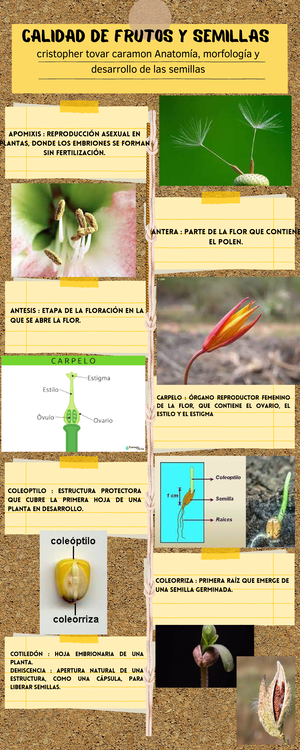 Practica 4 Calidad DE Frutos Y Semillas - Universidad Veracruzana ...