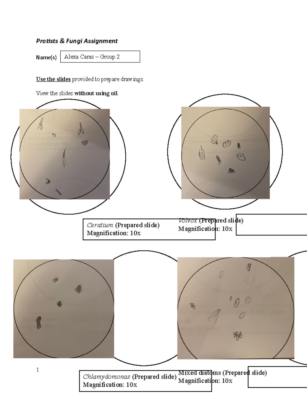 BIO 245 L Protists & Fungi Assignment - Protists & Fungi Assignment ...