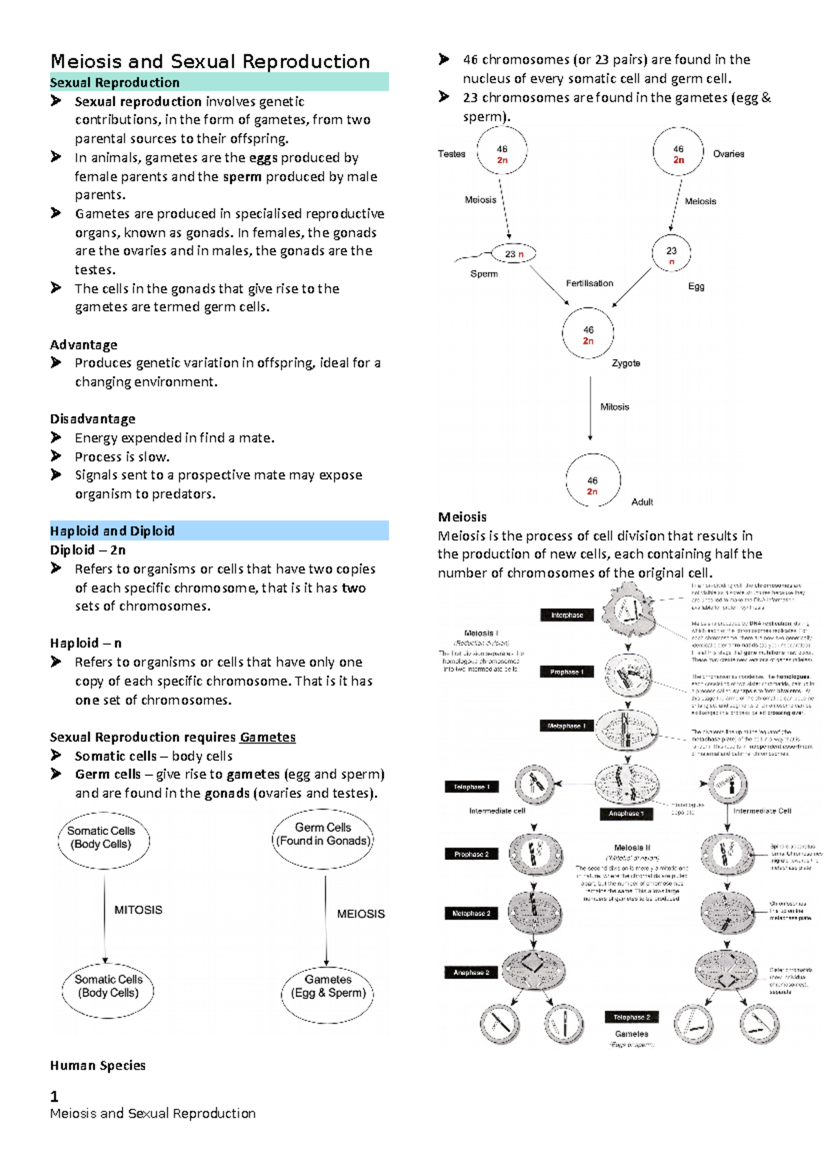 Meiosis and Sexual Reproduction - Meiosis and Sexual Reproduction ...