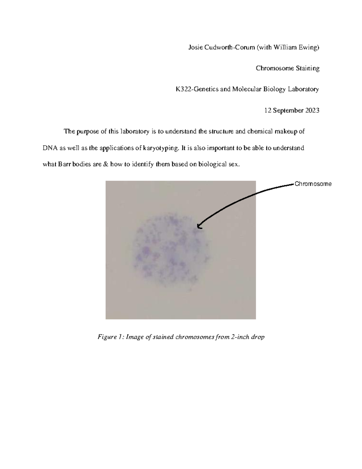 K323 Chromosome Staining - Josie Cudworth-Corum (with William Ewing ...