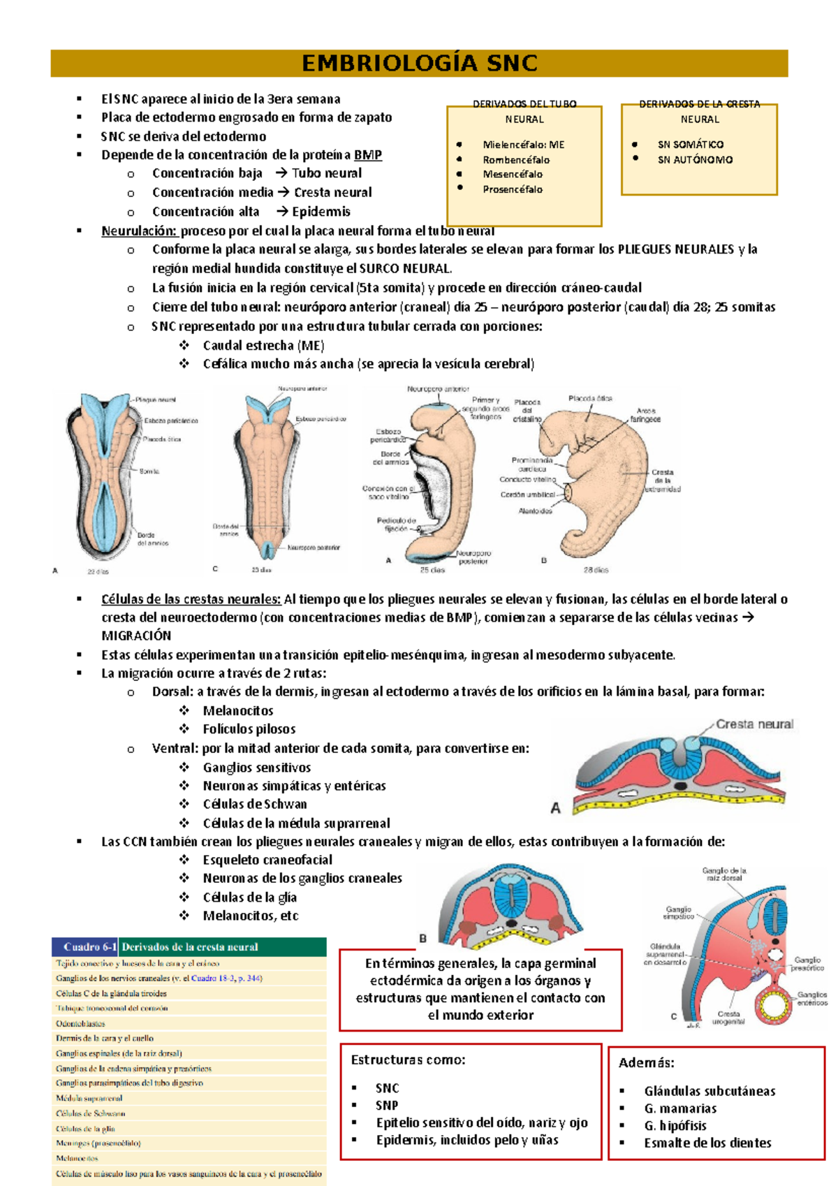 Embriología SNC - Resumen completo - Lagman embriologia medica ...