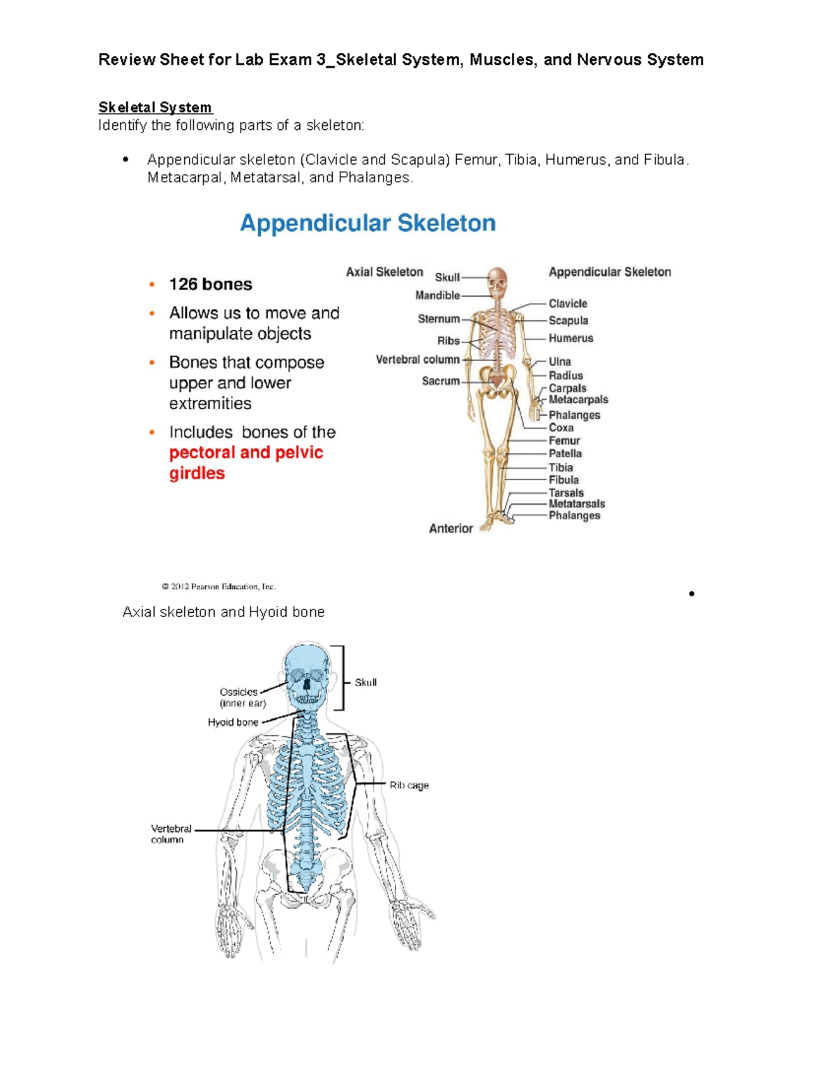 Review Sheet for Lab Exam 3 Skeletal System, Muscles, and Nervous ...