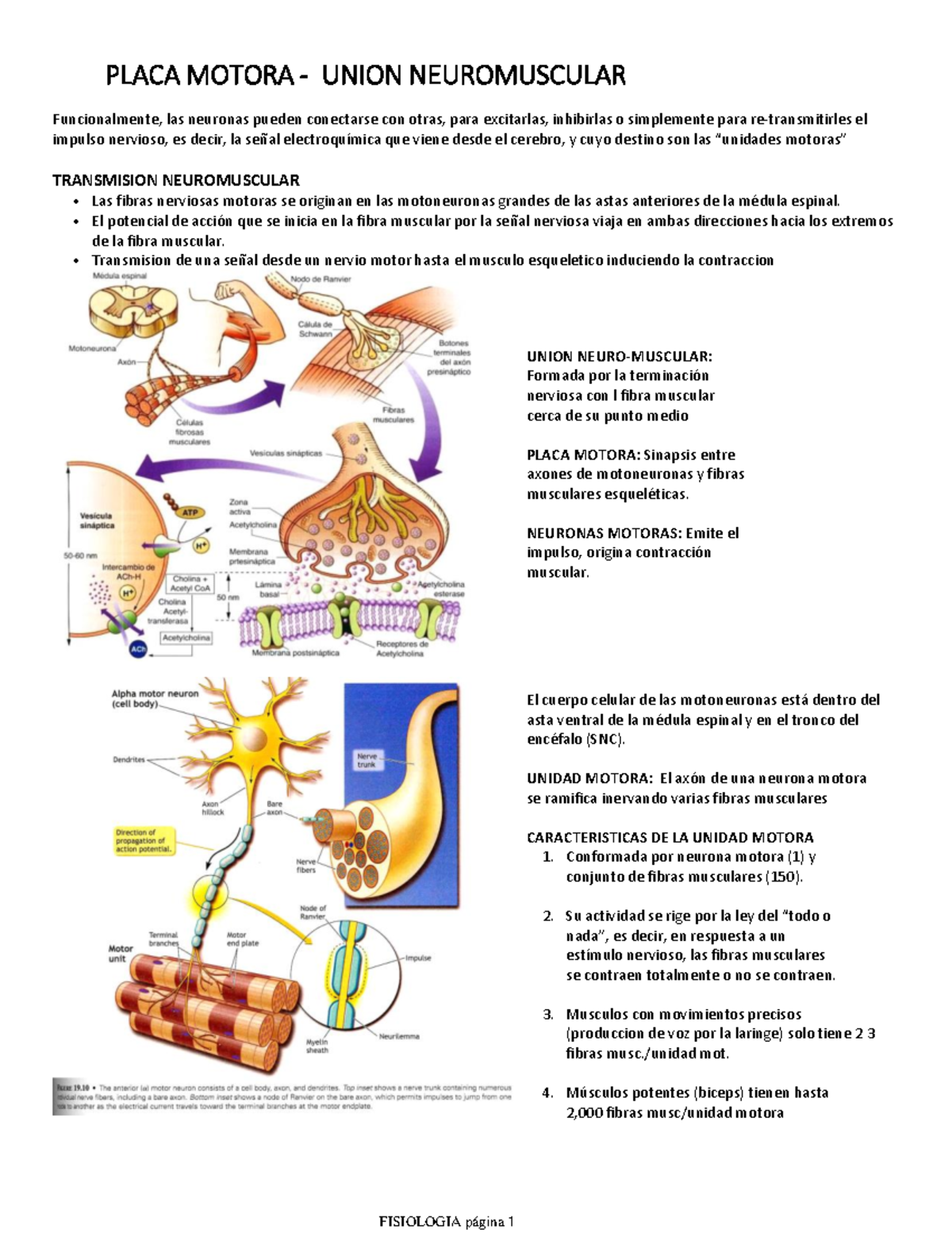 Placa Motora - Union Neuromuscular FISIOLOGIA DR. ROJAS - Funcionalmente, las neuronas pueden ...