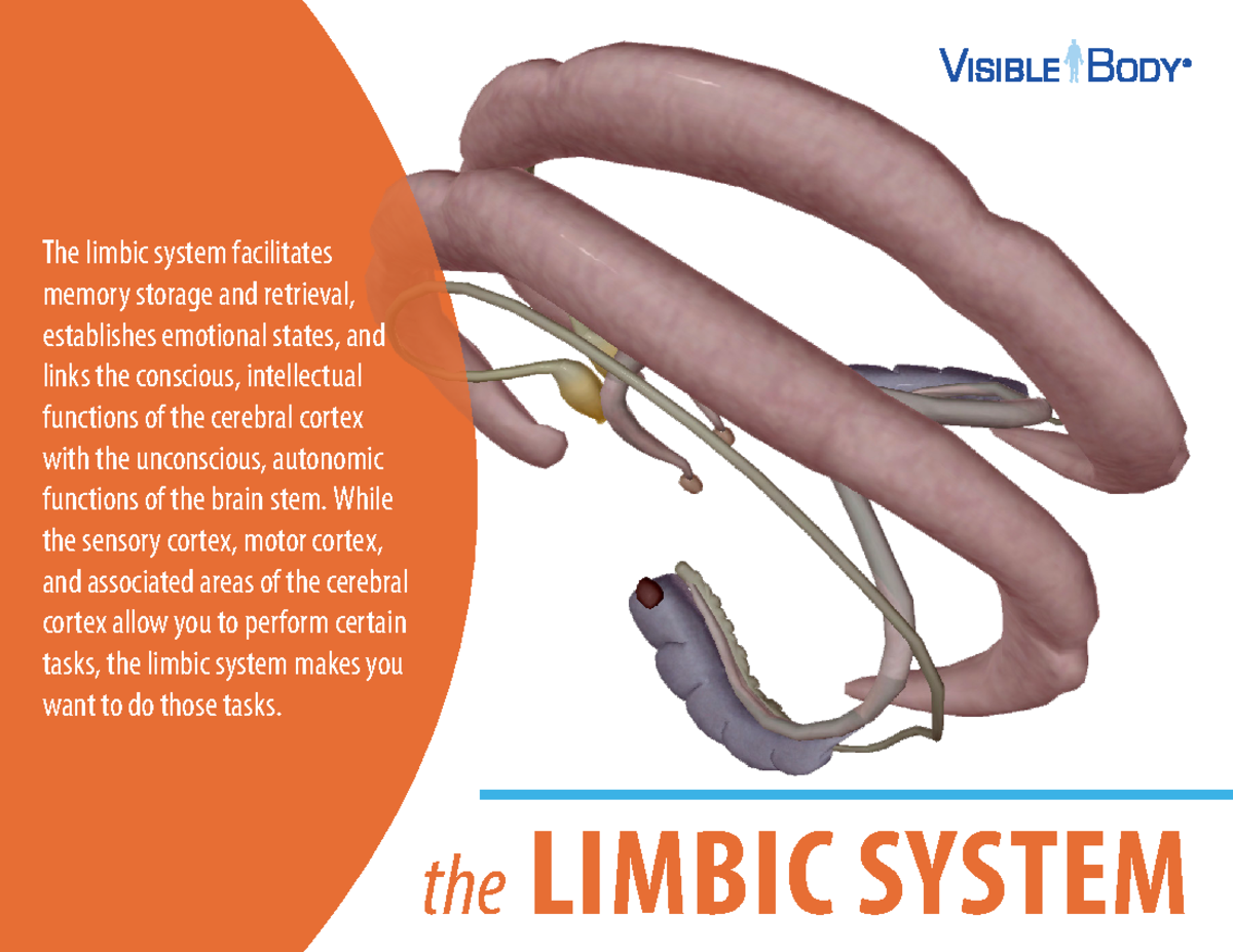 Visible Body Limbic System - The limbic system facilitates memory ...