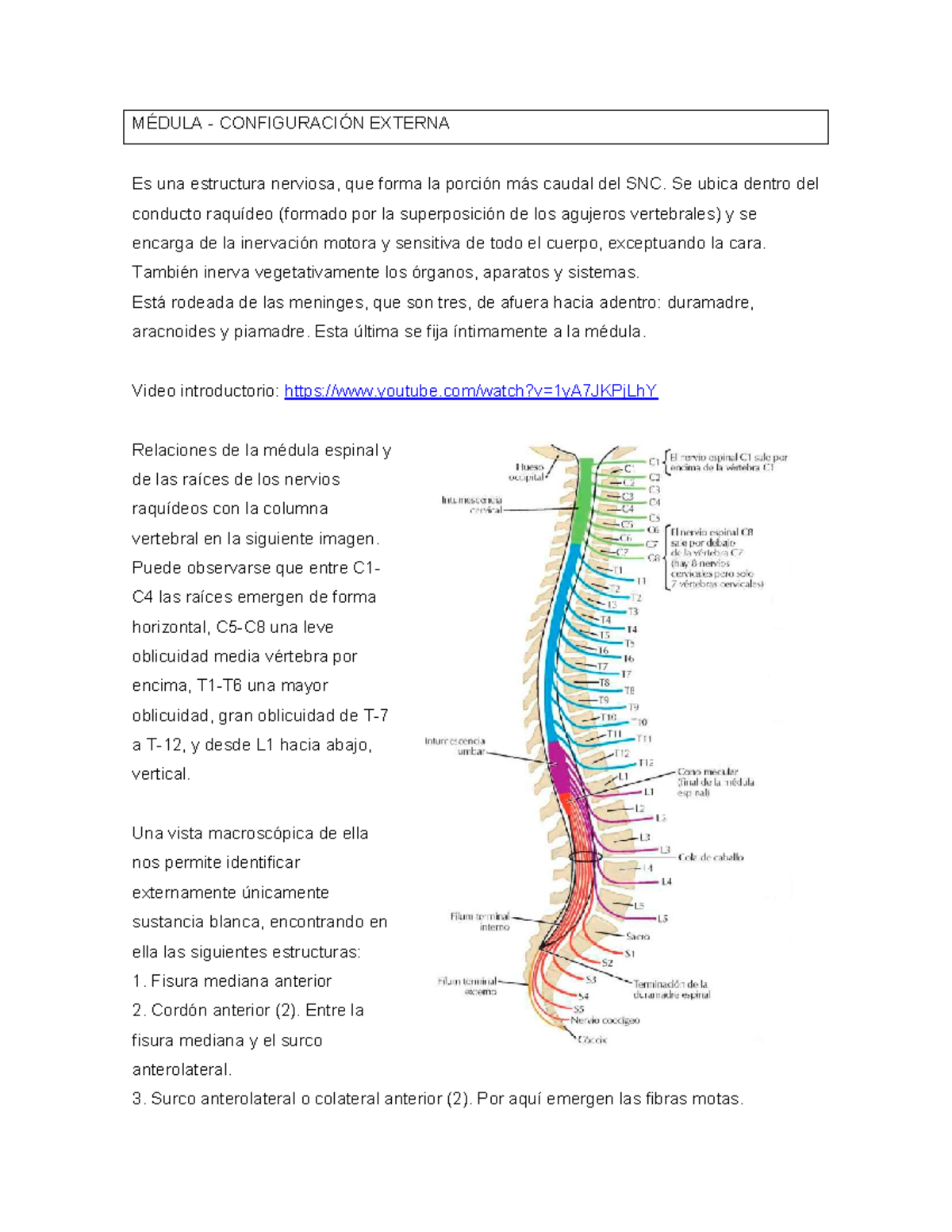 Clase 2 - Médula Espinal - MÉDULA - CONFIGURACIÓN EXTERNA Es una ...