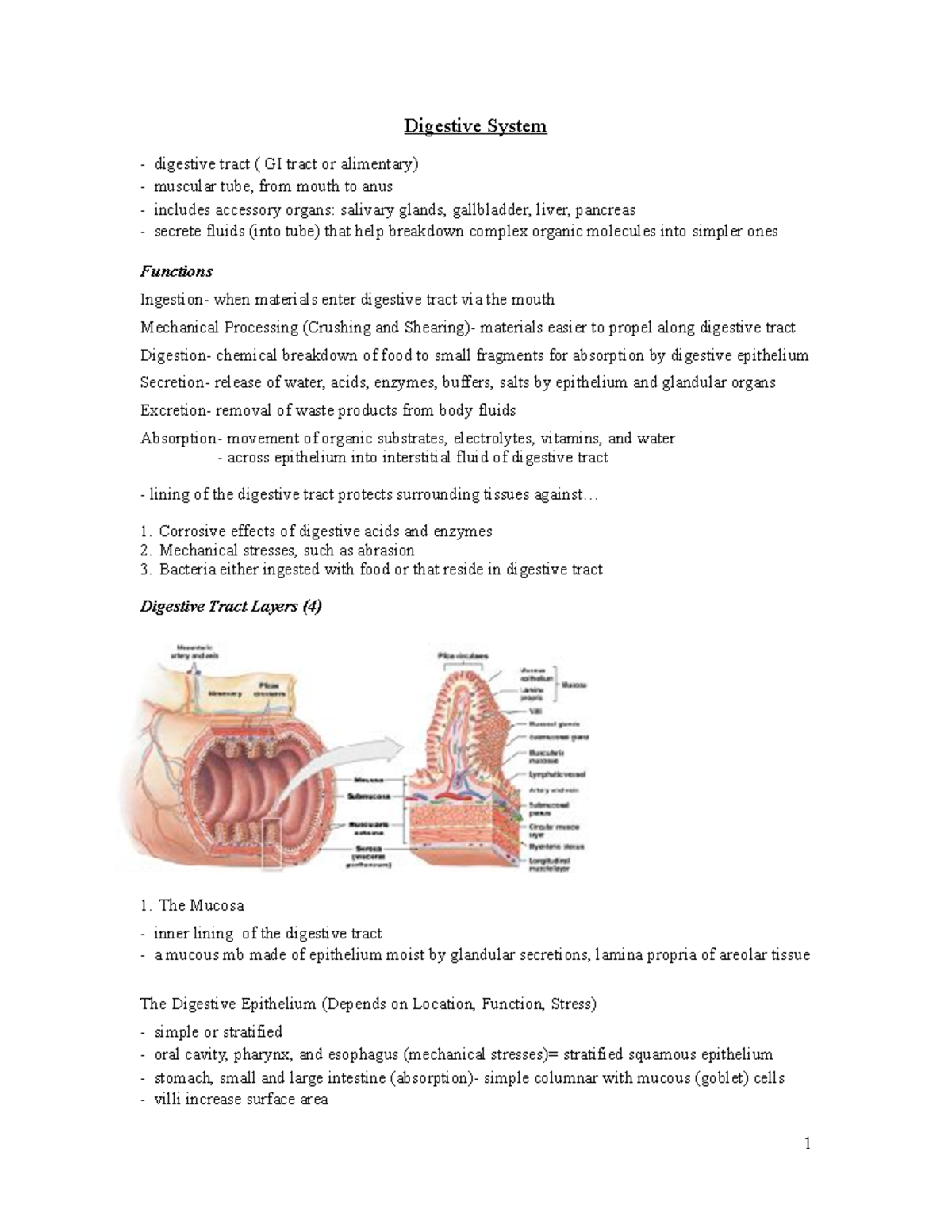 Digestive System - Digestive System digestive tract ( GI tract or ...