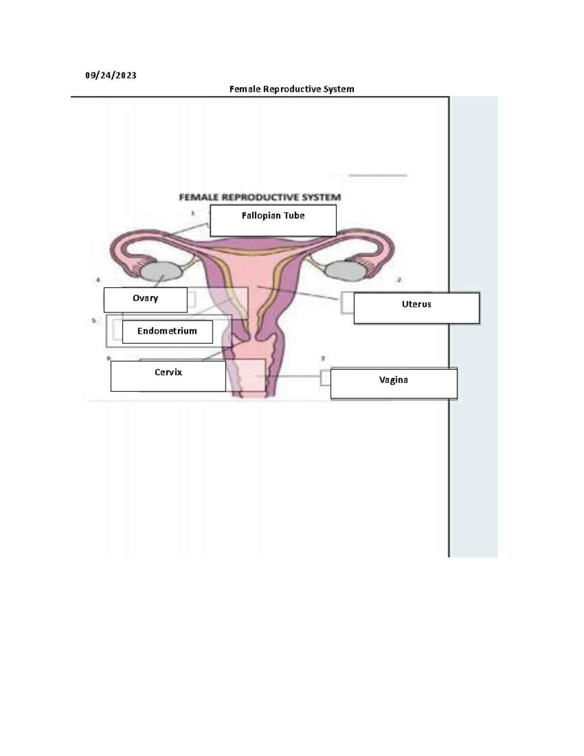 Female reproductive organ - Maternal and Child Nursing - 09/24/ Female ...
