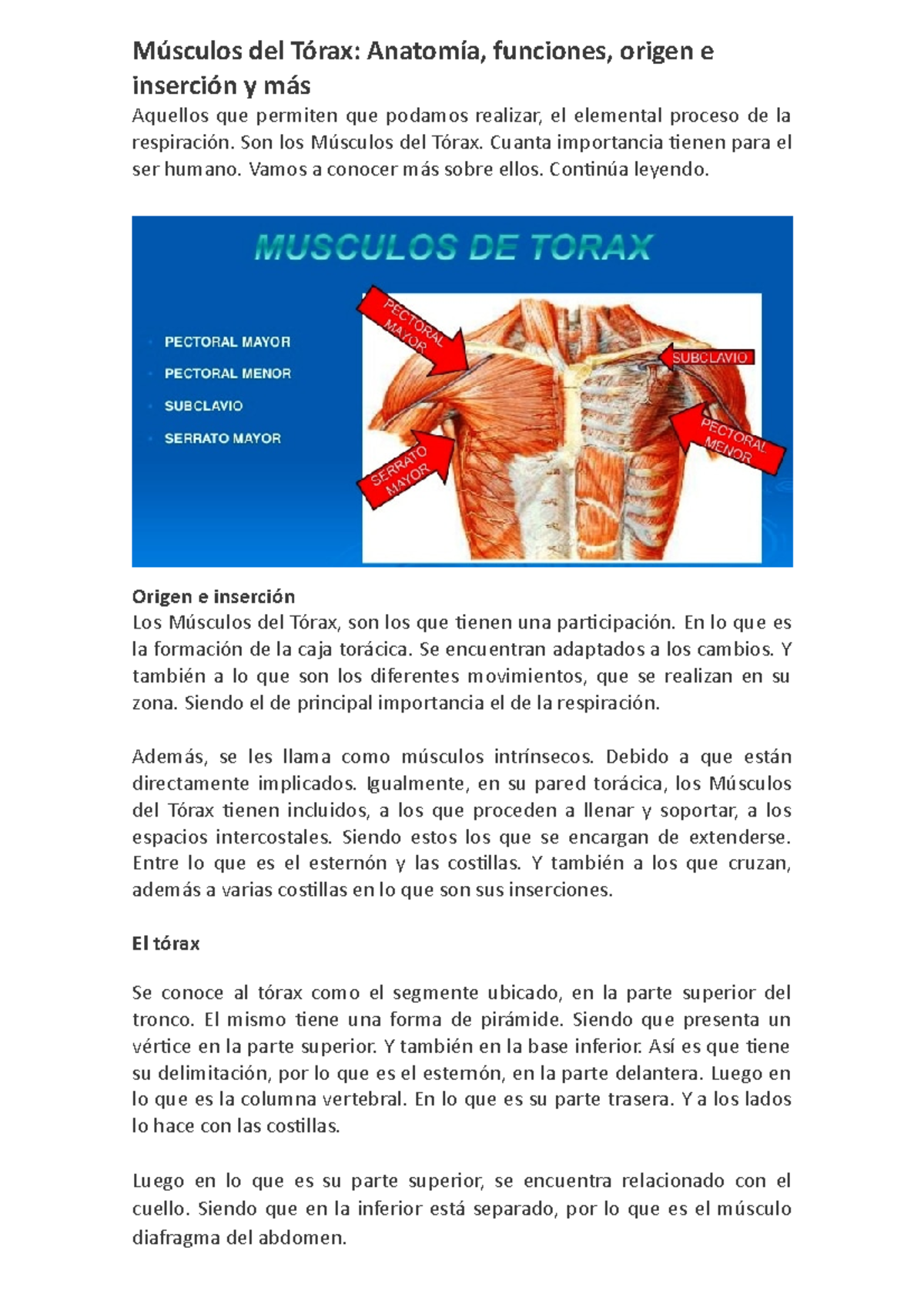 Músculos anterior del Tórax - del funciones, origen e y Aquellos que ...