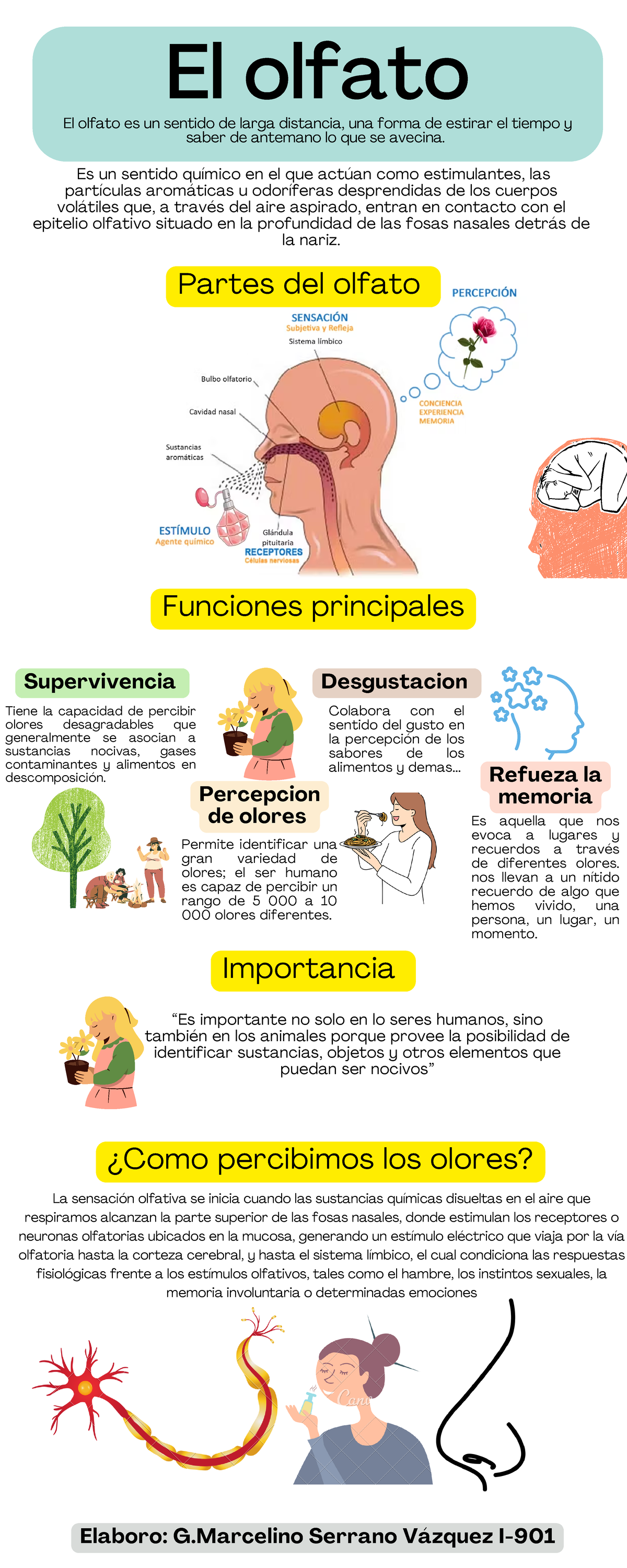 Olfato SVGM-I901 - Infografia - “Es importante no solo en lo seres ...