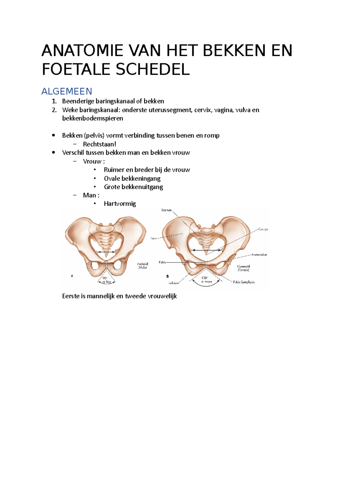 Anatomie VAN HET Bekken EN Foetale Schedel - ANATOMIE VAN HET BEKKEN EN ...