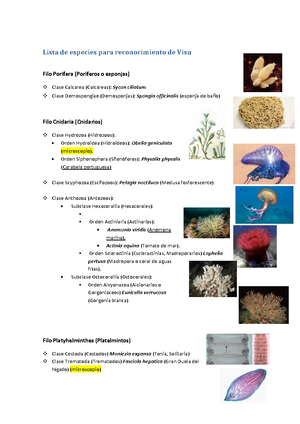 VISU ZOO - Esquema con clasificacion, nombres y fotos - FILO PORIFERA ...